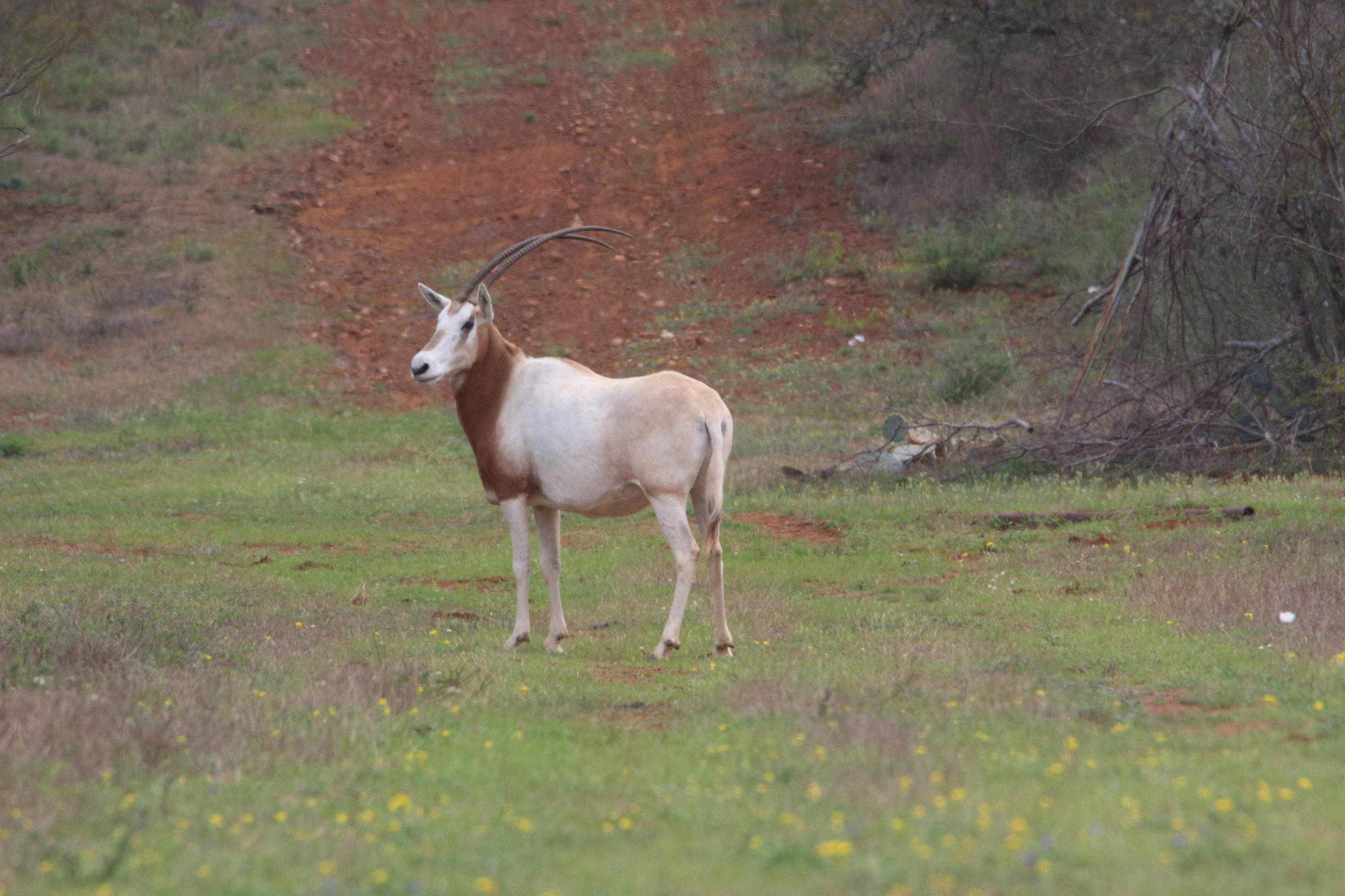 About Us – 4R Ranch